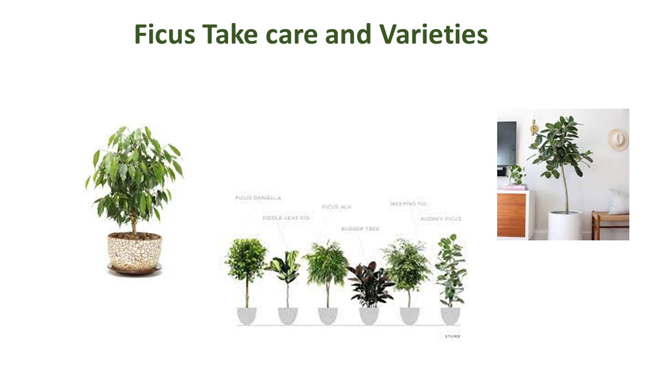 Ficus Take care and Varieties