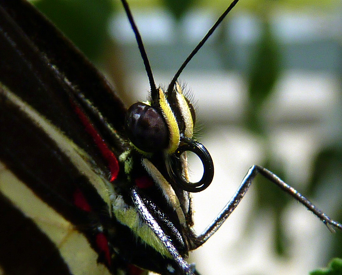 MOSI Outside: Butterfly Anatomy – The Head