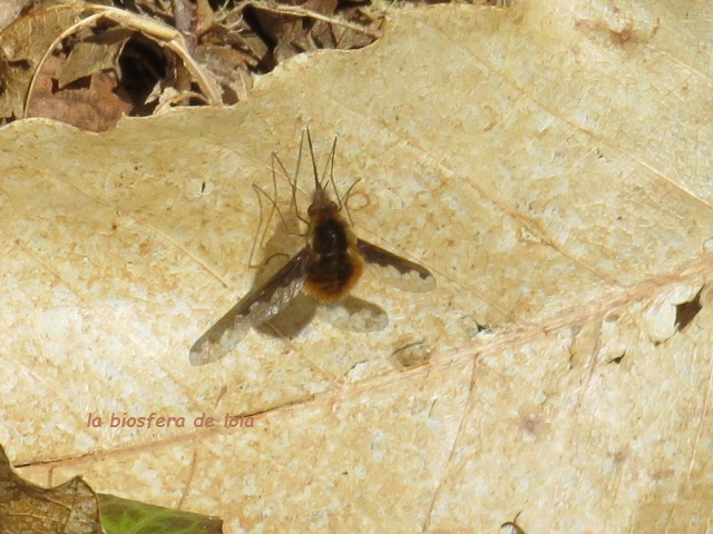 LA BIOSFERA DE LOLA: MOSCA ABEJORRO...