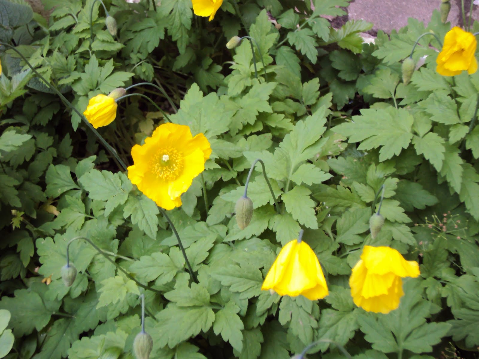 Irishaven: De gule valmuer i byhaven