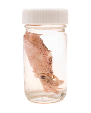 My Life as Jar: Creatures in a Jar