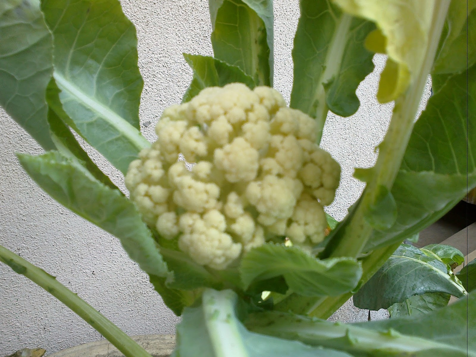 cik azz: Masakan hasil dari kebun mini.