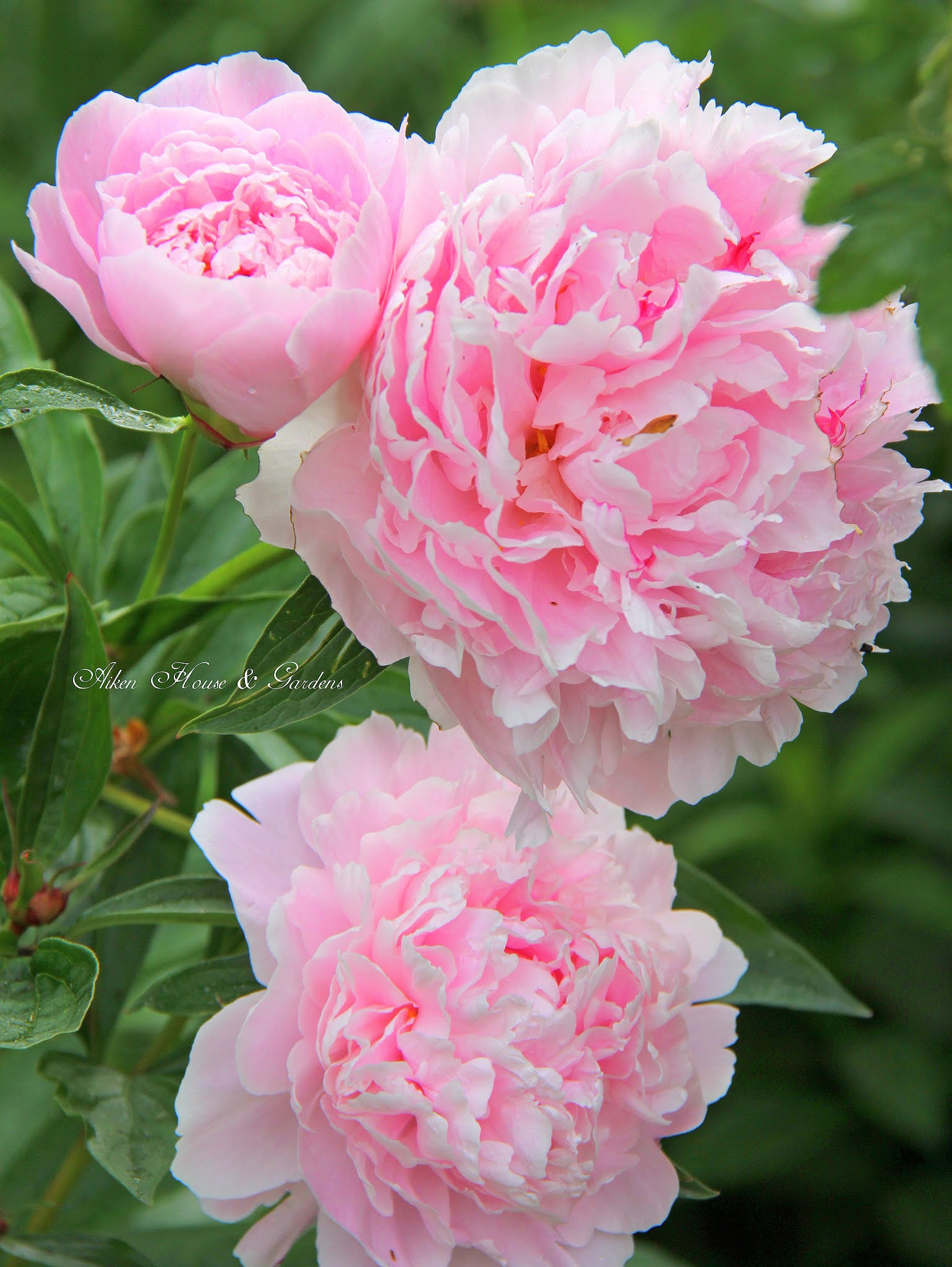 Aiken House & Gardens: June Garden Beauty ~ Last year