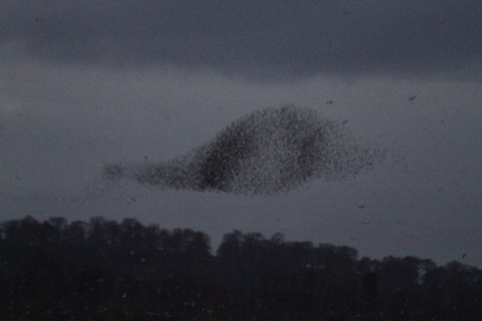 beyond my gate: Murmuration