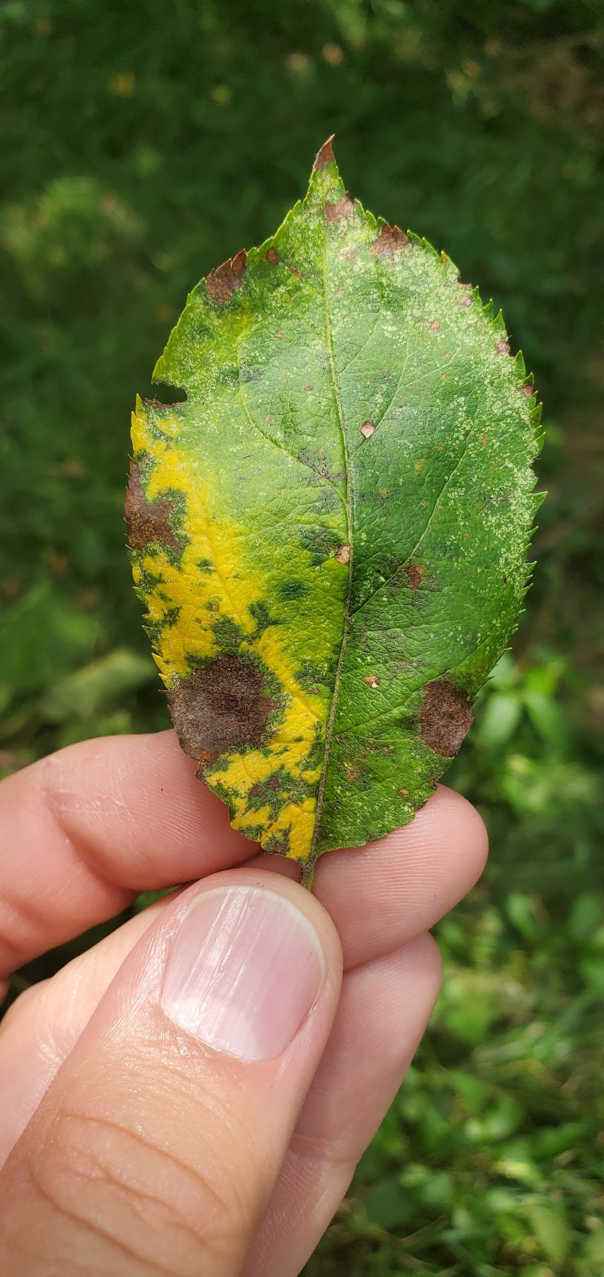 First Symptoms of Sooty Blotch & Flyspeck and Apple Blotch Disease ...