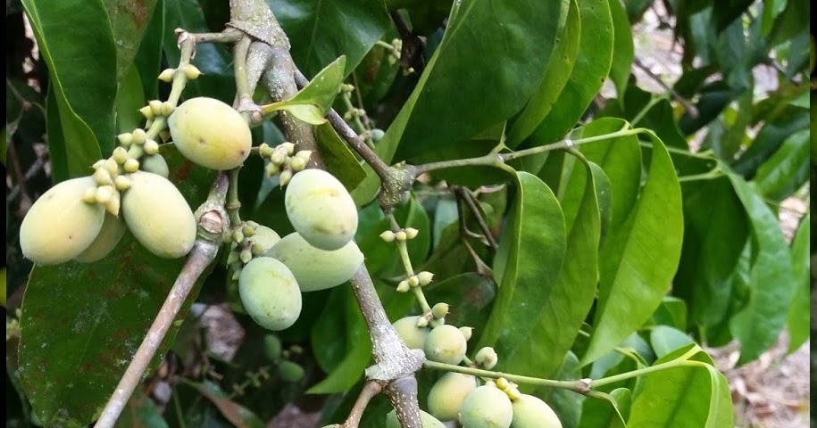 Crotons World: Kenali Pokok Belinjau - Pokok Hidup Di Zaman Purba Yang ...