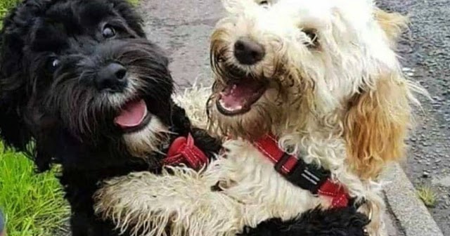 Perritos hermanos se encuentran en la calle y se abrazan - Mundo Feliz