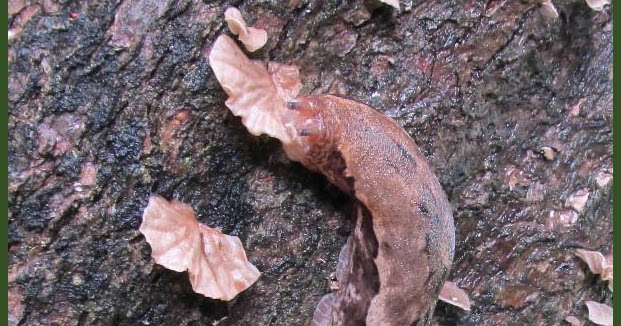 Darumapedia - NEWS: MINGEI - namekuji slug yokai monster