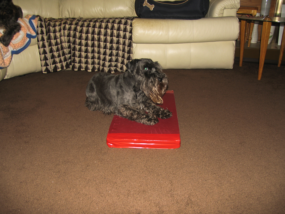 Ars Dogs: DIY Platforms