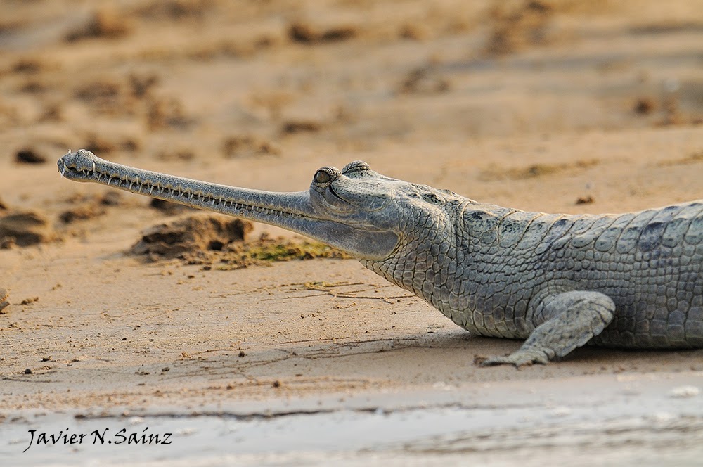 Fauna y fotografía: GRANDES REPTILES EN INDIA