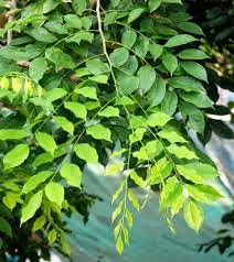 Klasifikasi Angsana dan Manfaatnya | Dunia Remaja™