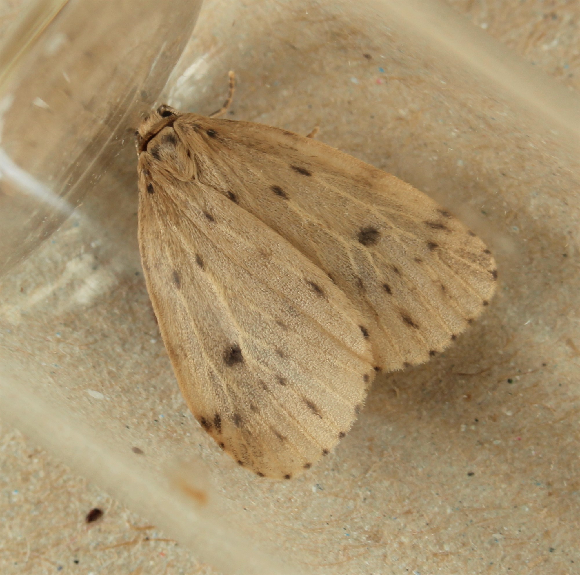 Ceredigion Moths: Borth moths