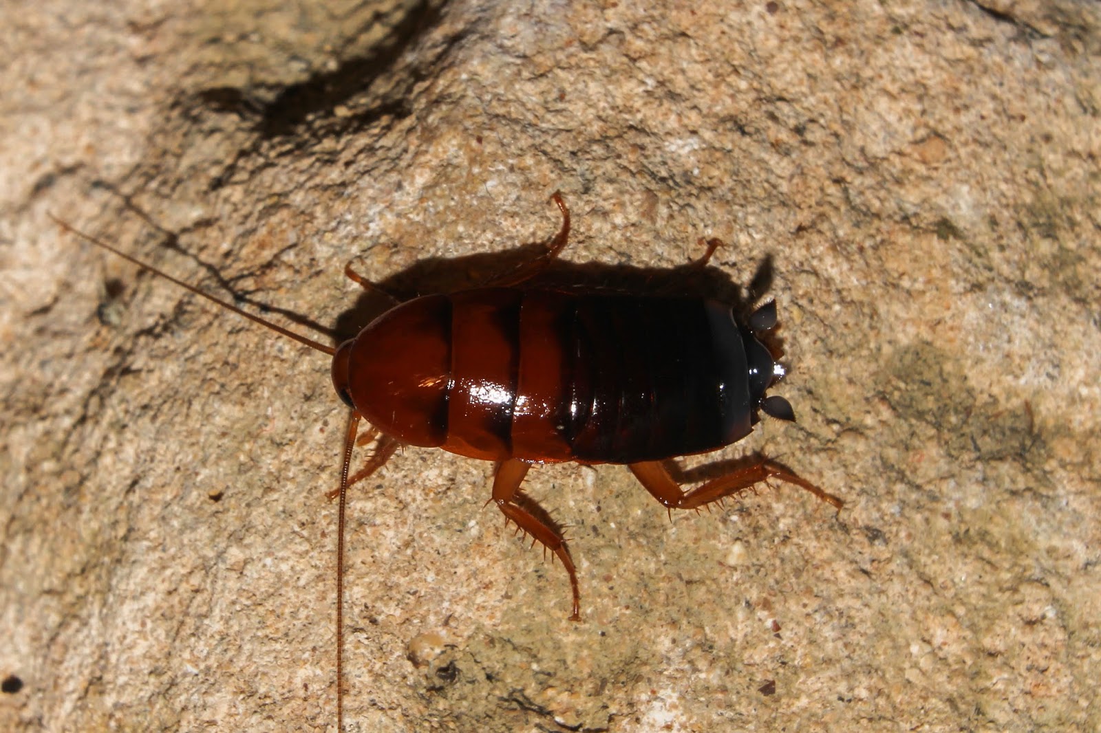 Biodiversity of Cyprus by NGO Protection of the Natural Heritage and ...