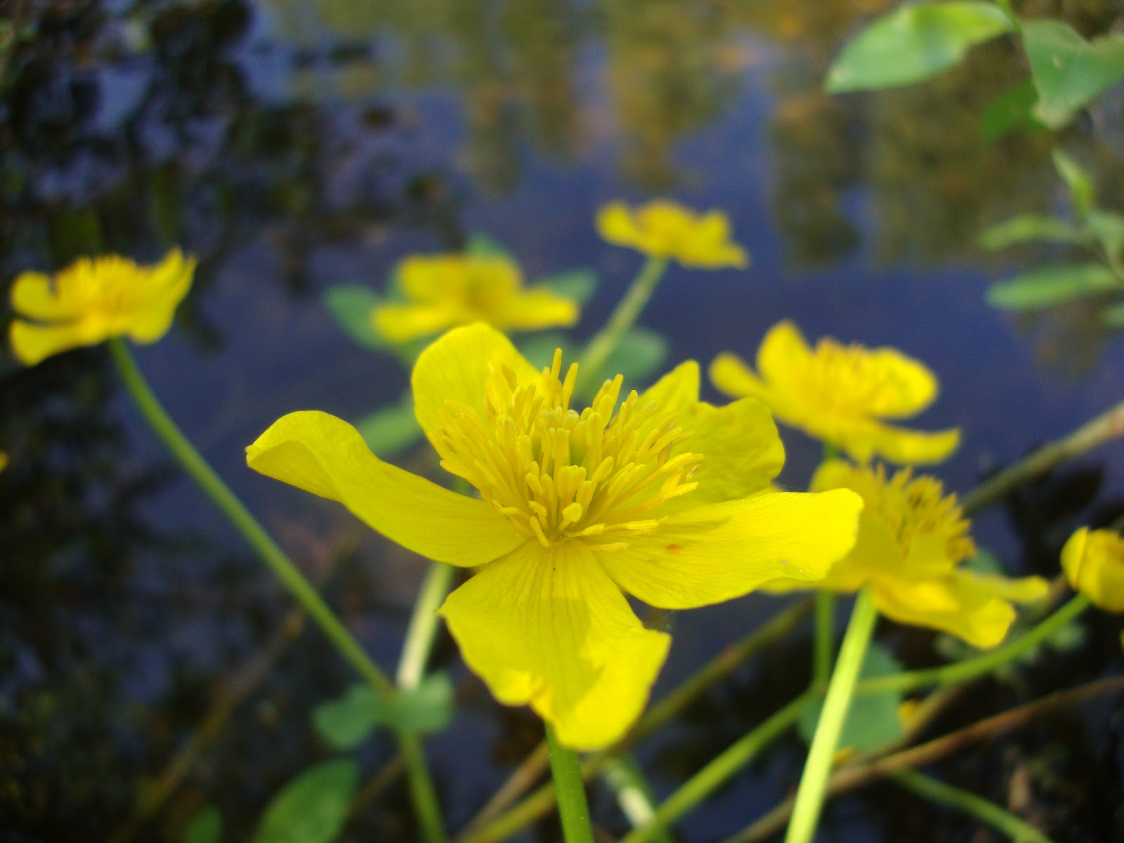 Kasvikansio: Keltakukkaiset kasvit