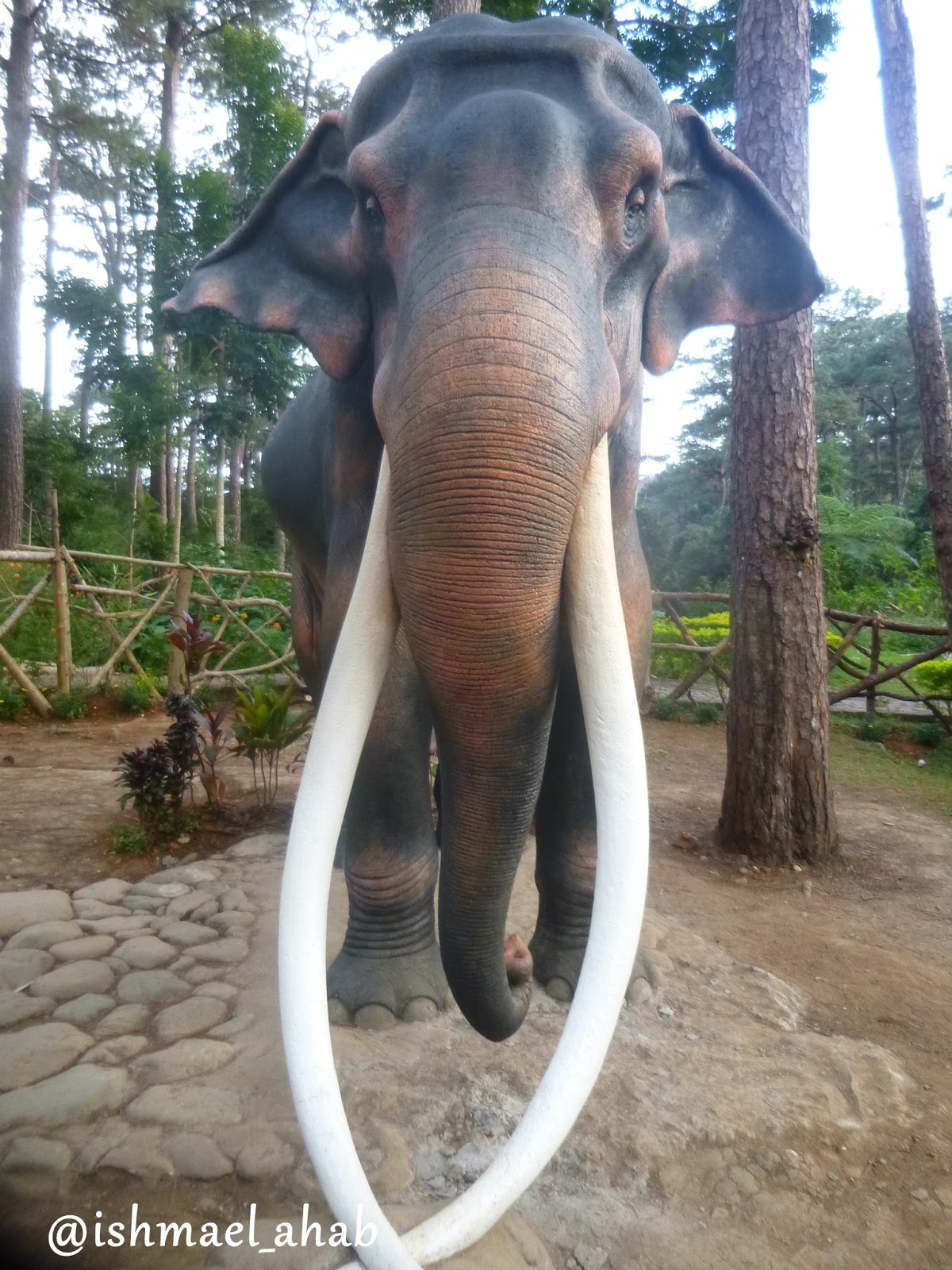 Let's Go to Baguio (Part 11): Our Family Tour Finale in Botanical ...