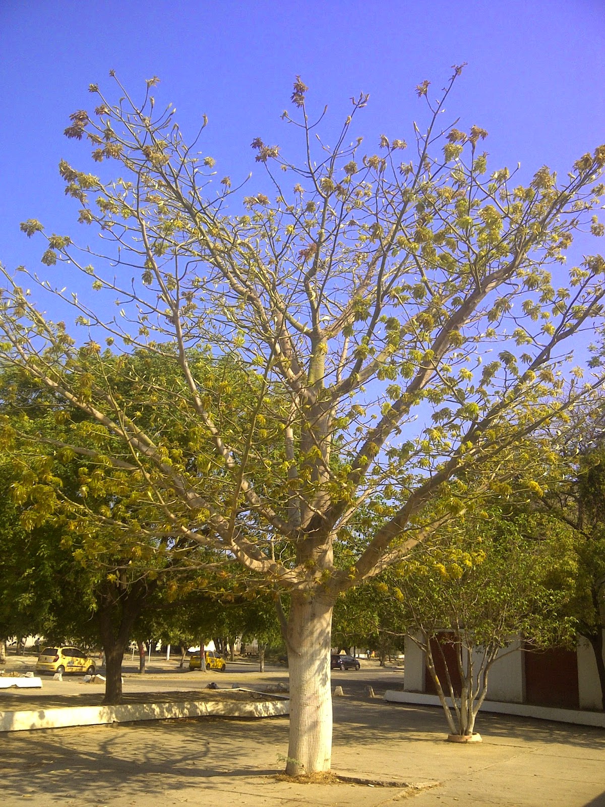 Santa Marta, sus especies vegetales