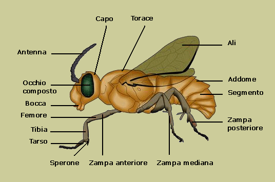 Scacco mattarello all'inflazione: Come è fatta l’ ape