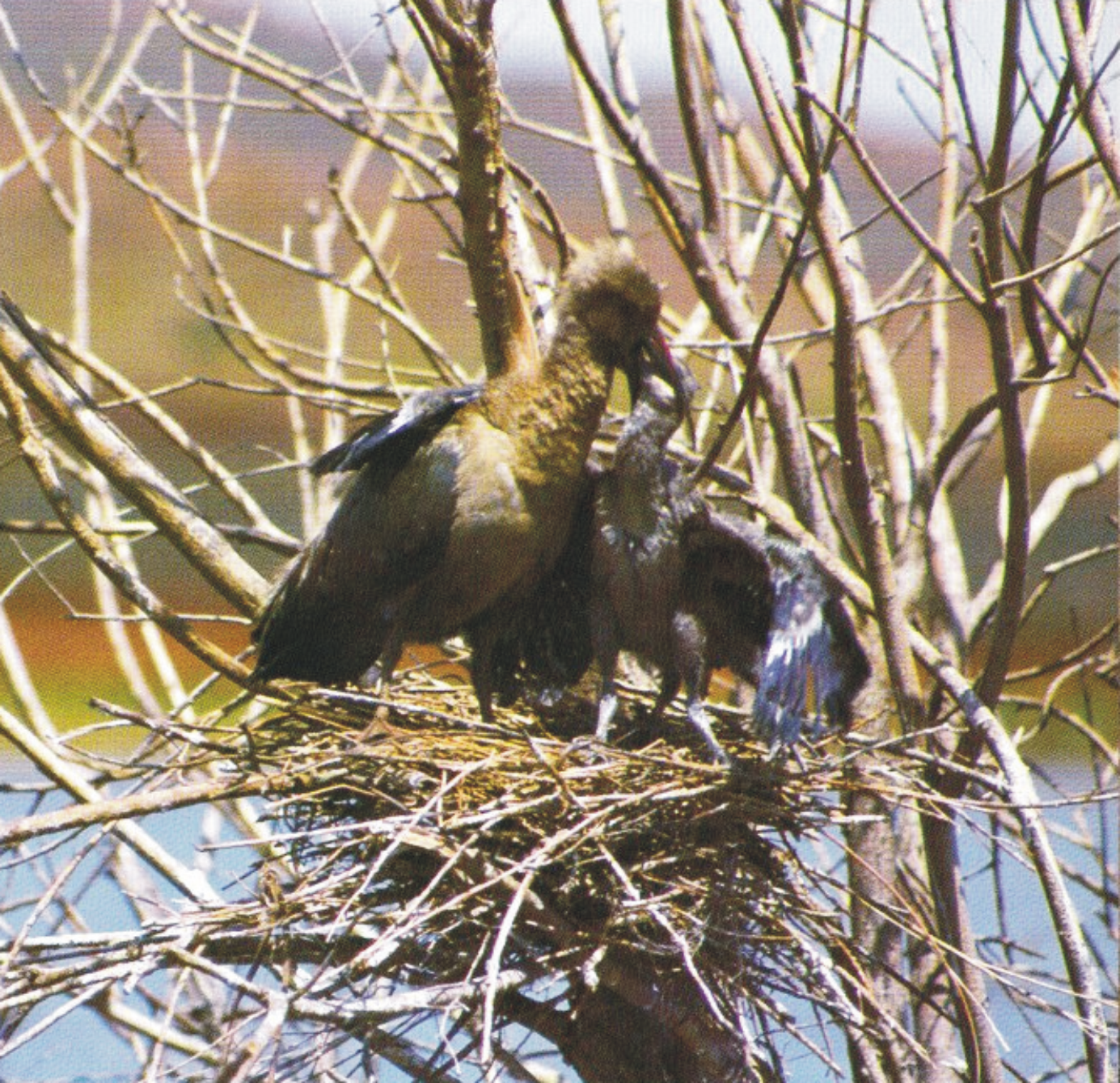 Birds: Hadeda Ibis Nesting Habits