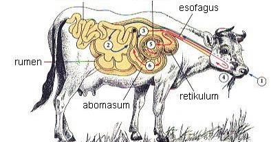 Sistem Pencernaan Ternak Ruminansia