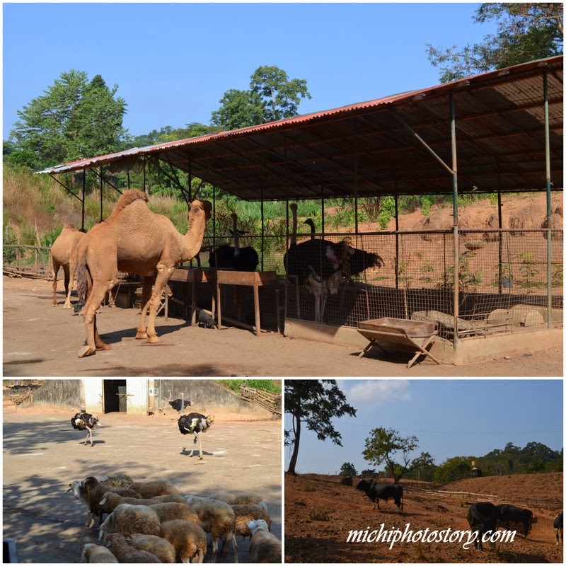 Michi Photostory: Zoobic Safari