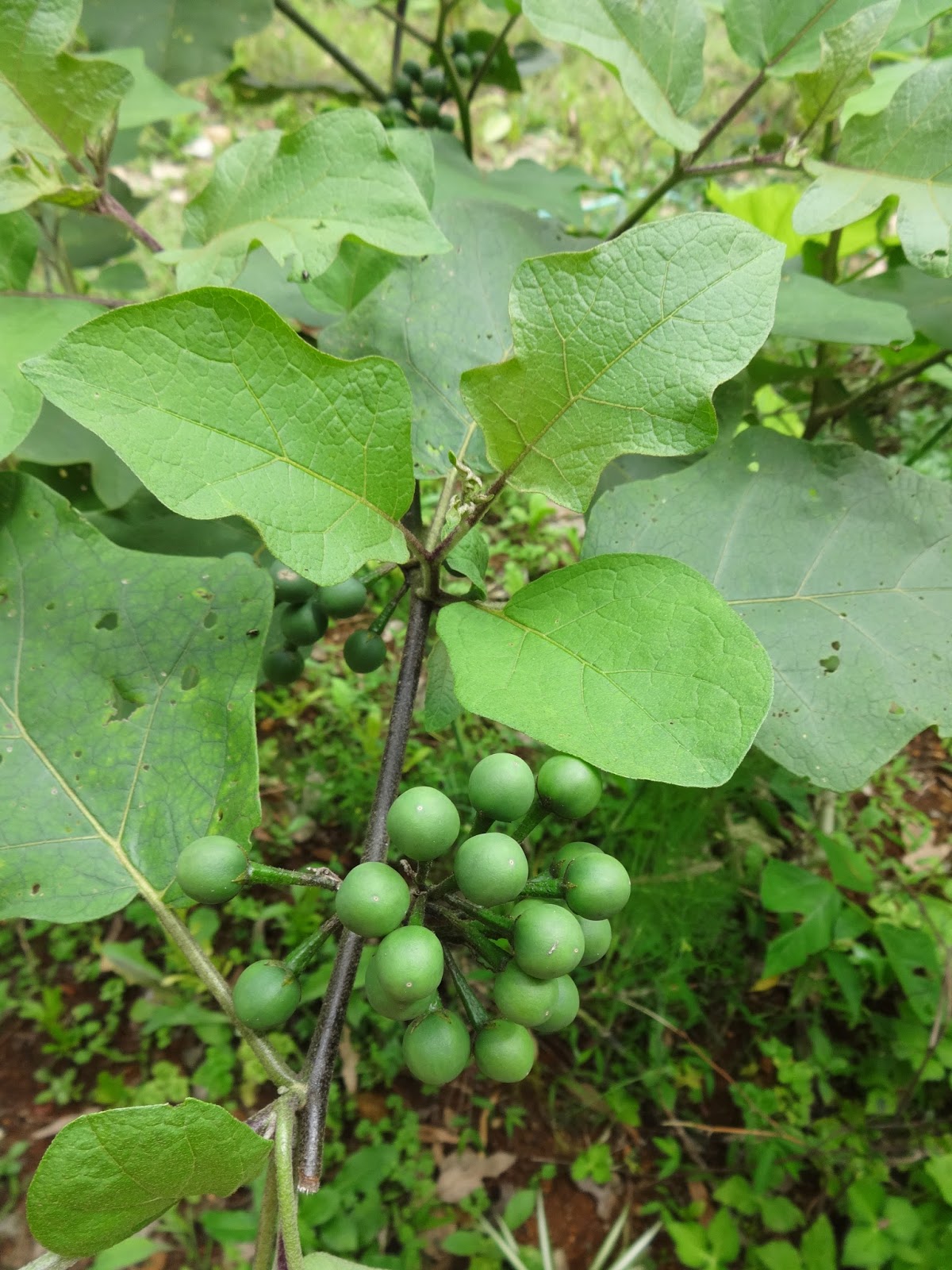 Herbs from Distant Lands: Solanum torvum - Pea Aubergine, Susumber ...