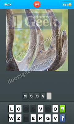Zoomed In - Photo Word Game Level 157 ~ Doors Geek