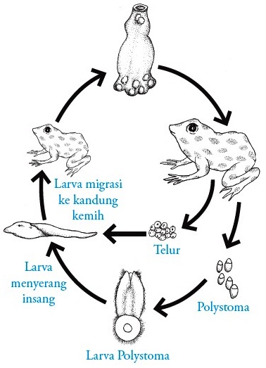 Hewan Vertebrata ~ Contoh-Contoh Makalah