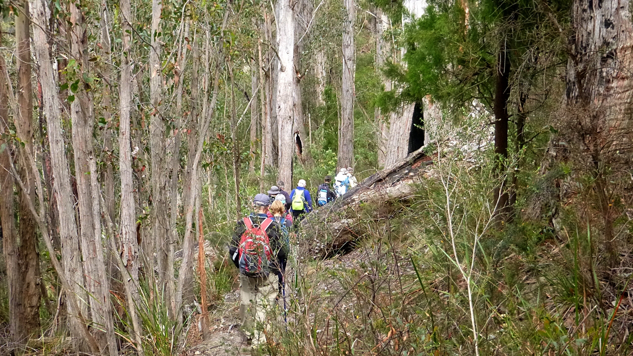 Ramblings: Nierinna Creek Tramway Hill Margate Rivulet 2015