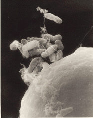 Bióloga Elena: Ciclo del nitrógeno