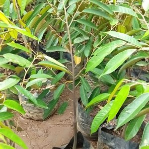 Bibit Pohon Durian Kane Cepat Sekali Pertumbuhannya Berkualitas Super
