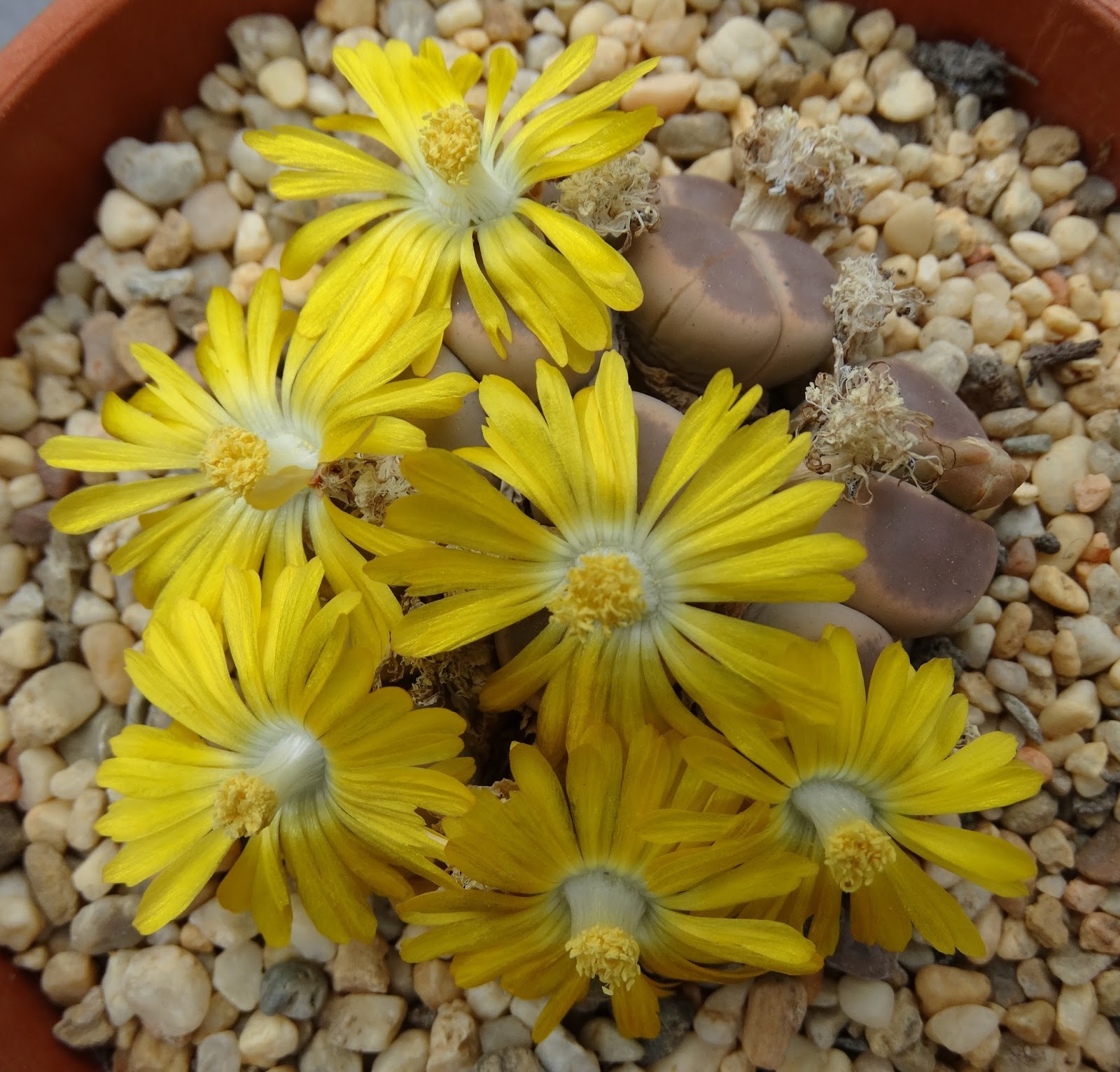 Succulent Sundae: LITHOPS DINTERI BREVIS