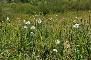 RioYeguas: Adormidera. Papaver somniferum. Planta del Opio