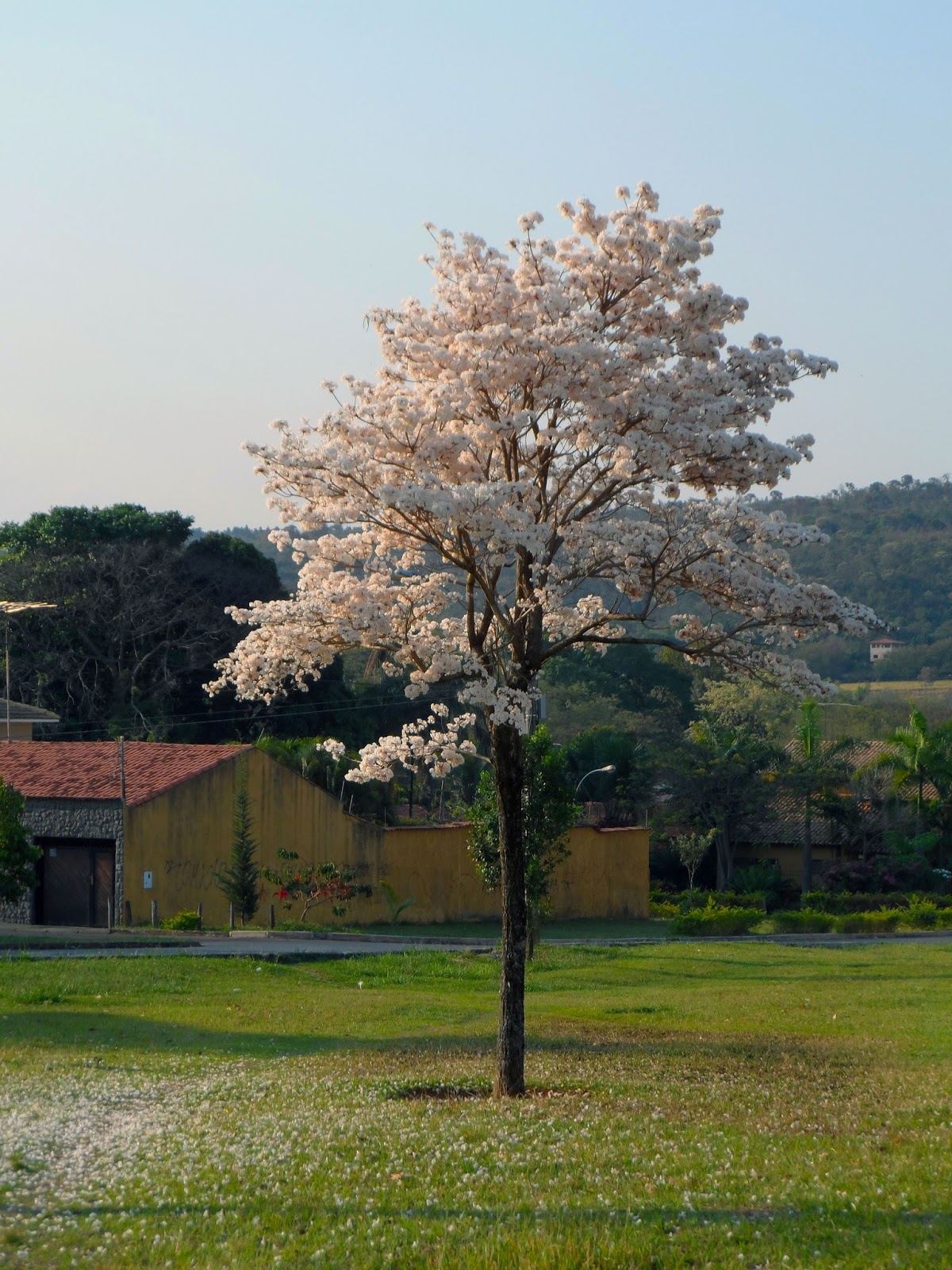 Ipê-branco {Tabebuia roseoalba (Ridl.) Sandwith.} | A planta da vez