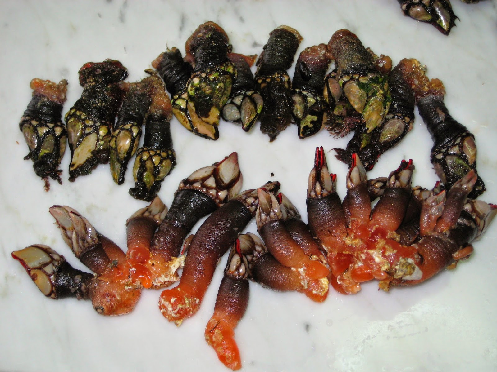 El rincón de Mundín: MARISCOS: "LOS PERCEBES"