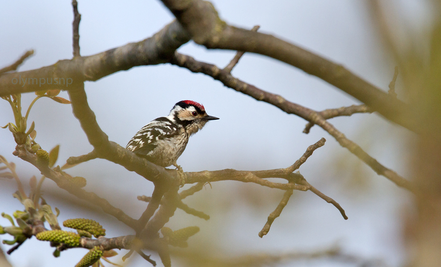 Mount Olympus: Lesser Spotted Woodpecker-Νανοδρυοκολάπτης