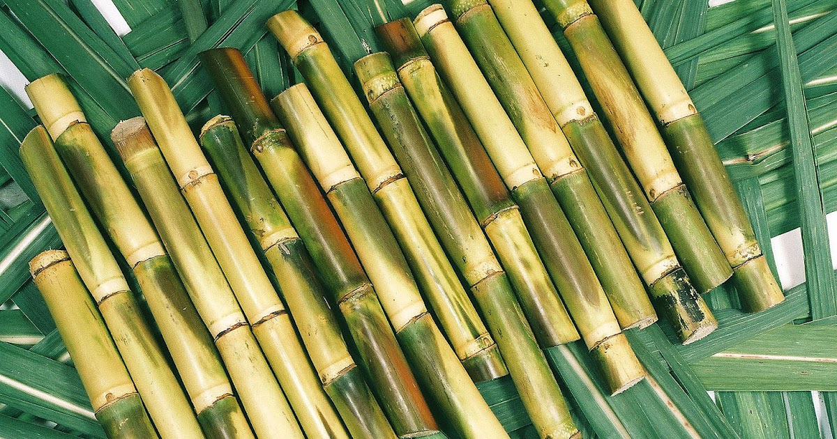 Supplier Tebu Hijau: Supplier Tebu Hijau Langsung Dari Petani