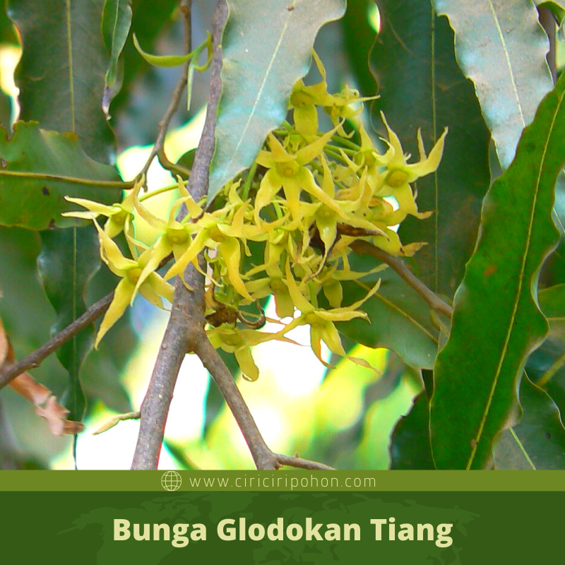 Ciri Ciri Pohon Glodokan Tiang (Polyalthia longifolia) Di Alam Liar ...
