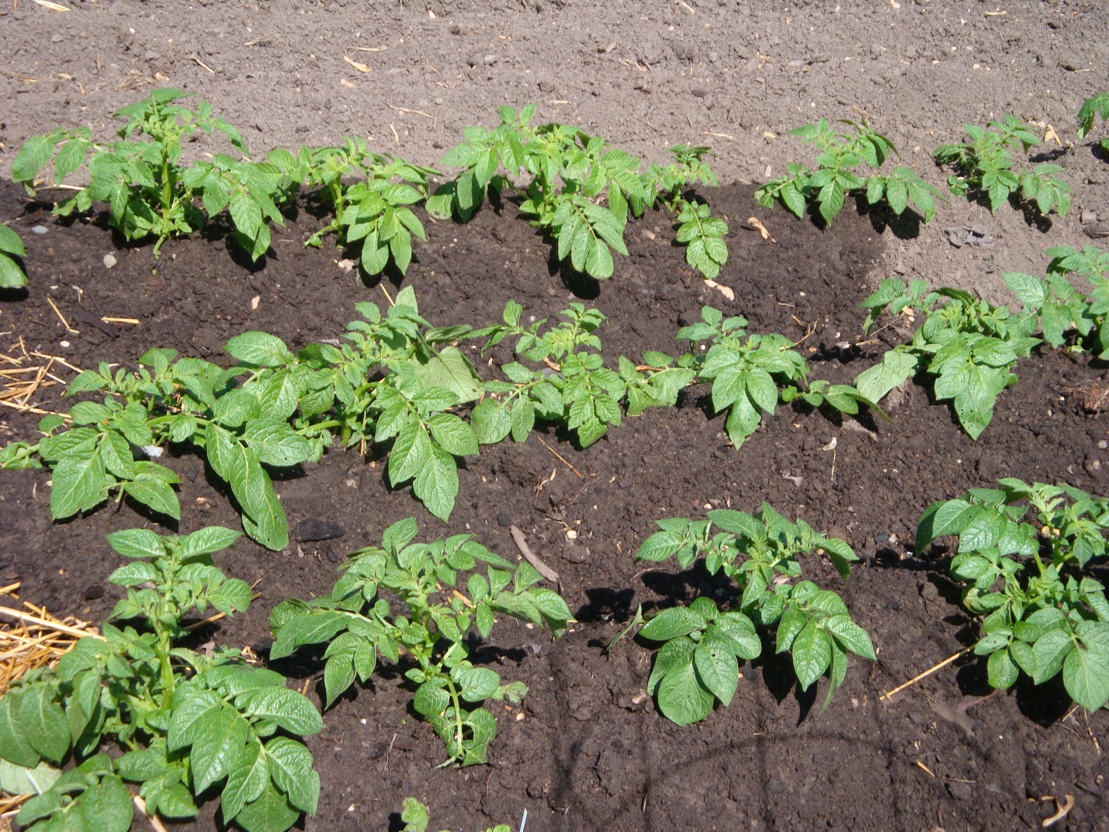 The Garden for Eatin'--for Practical Vegetable Gardening: Potato Plants ...