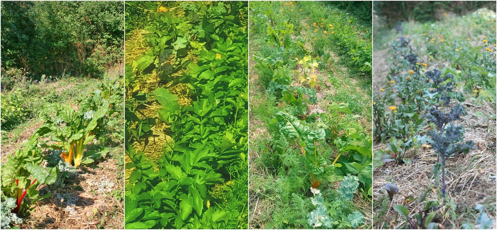 Balkan Ecology Project Balkan Ecology Project