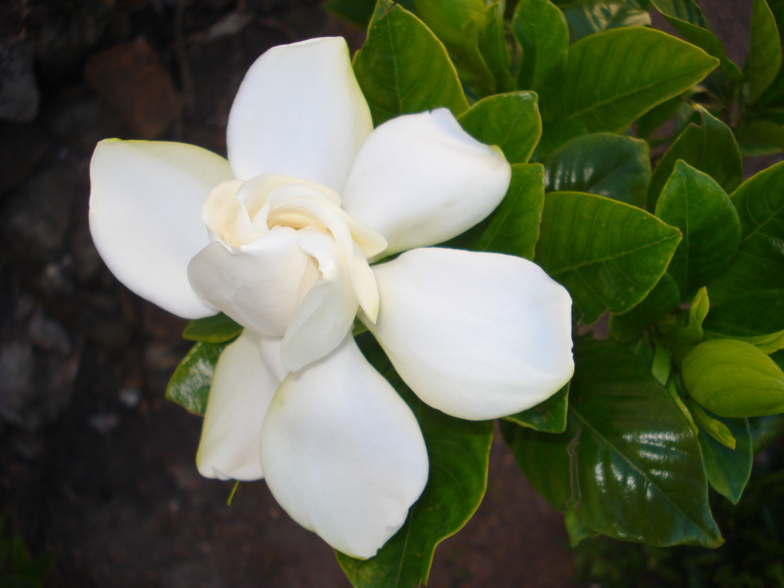 Canguçu em cores II: Jasmim-do-Cabo - Gardenia jasminoides J.Ellis ...