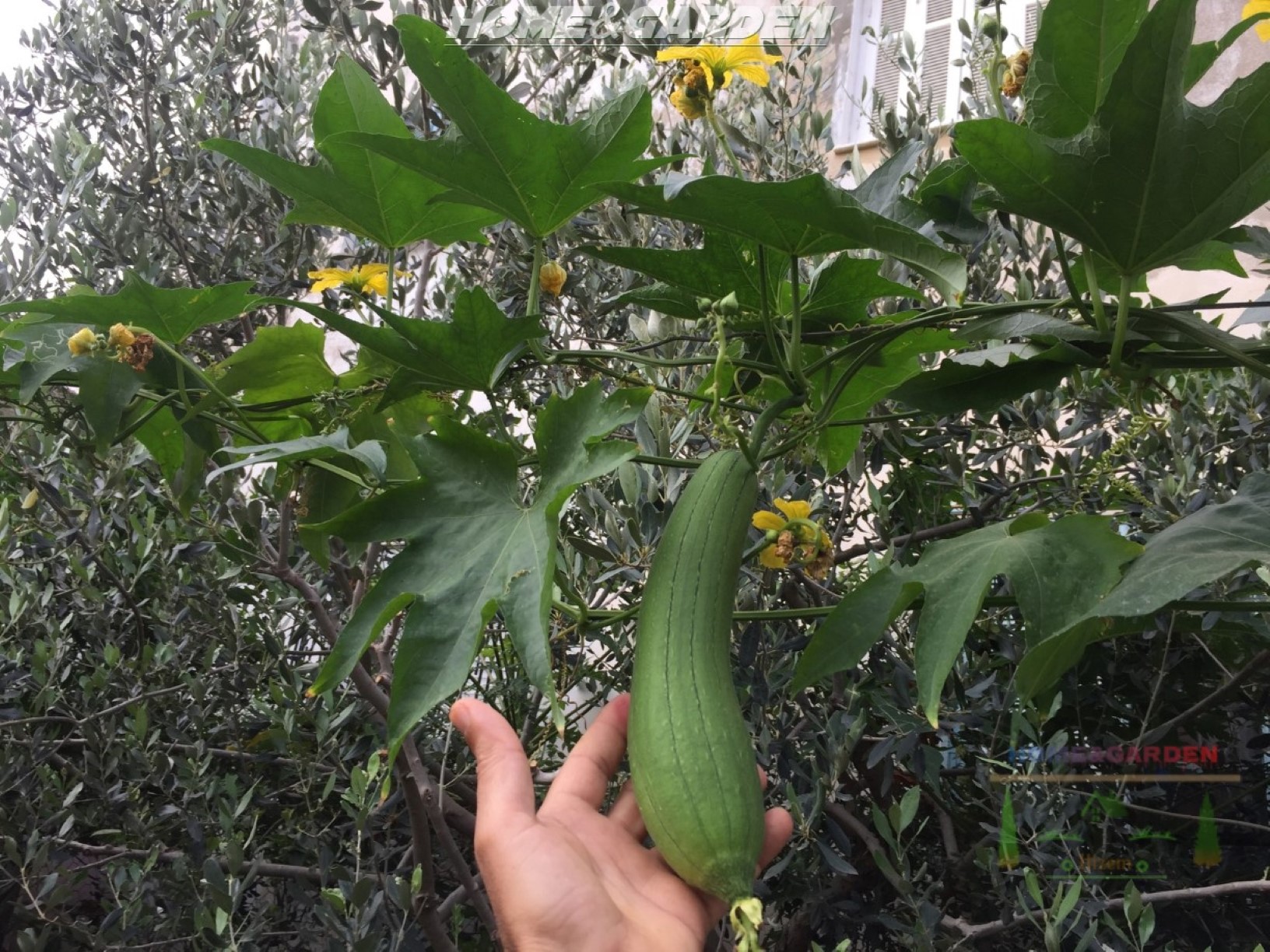 Growing Luffa Gourds