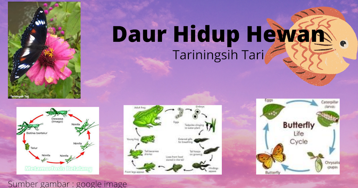 Daur Hidup Hewan - Cahaya Mentari