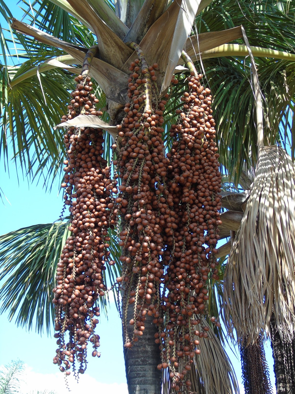 Buriti (Mauritia flexuosa L.f.) | A planta da vez