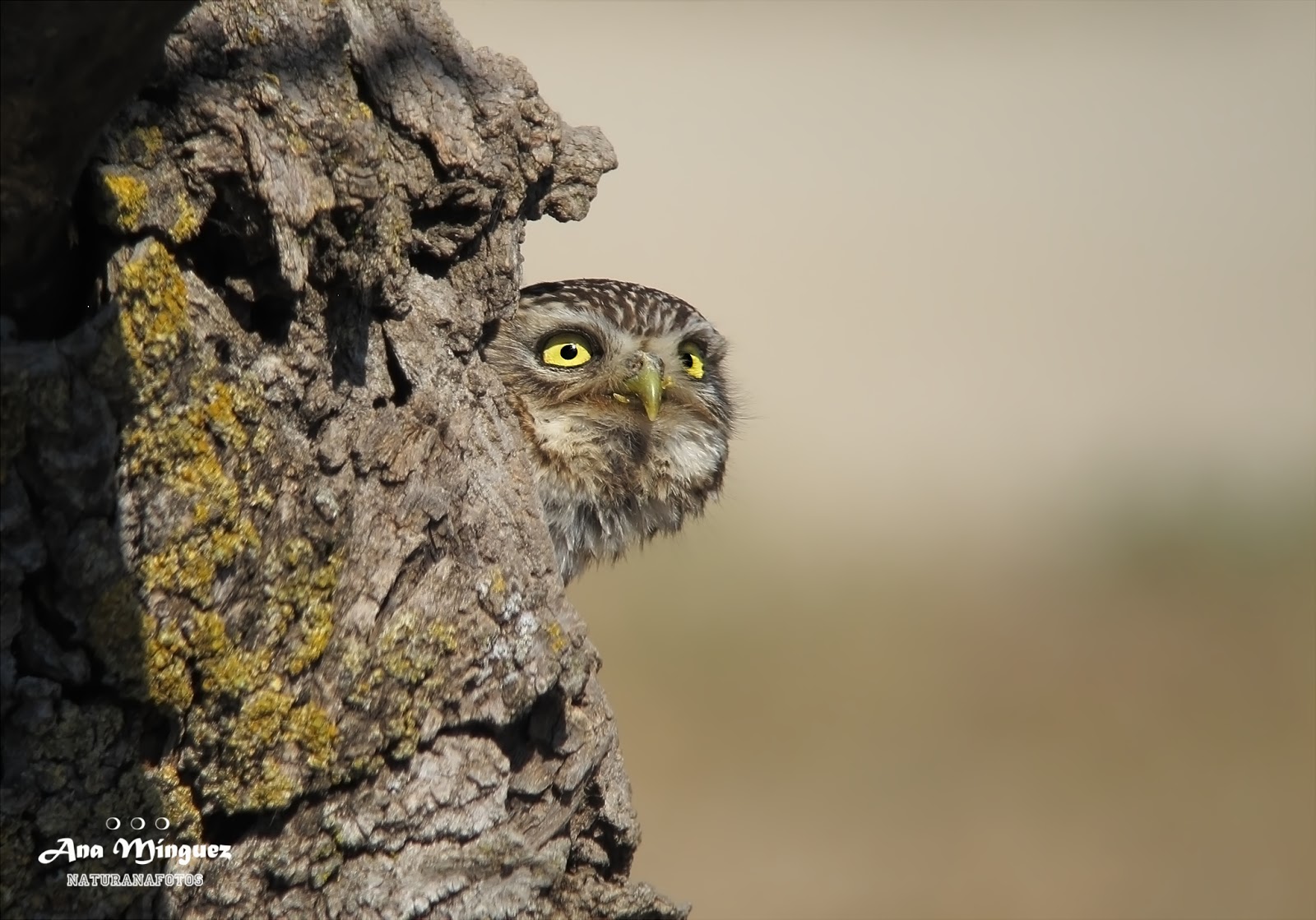 NATURANAFOTOS: Mochuelo europeo/ Little Owl