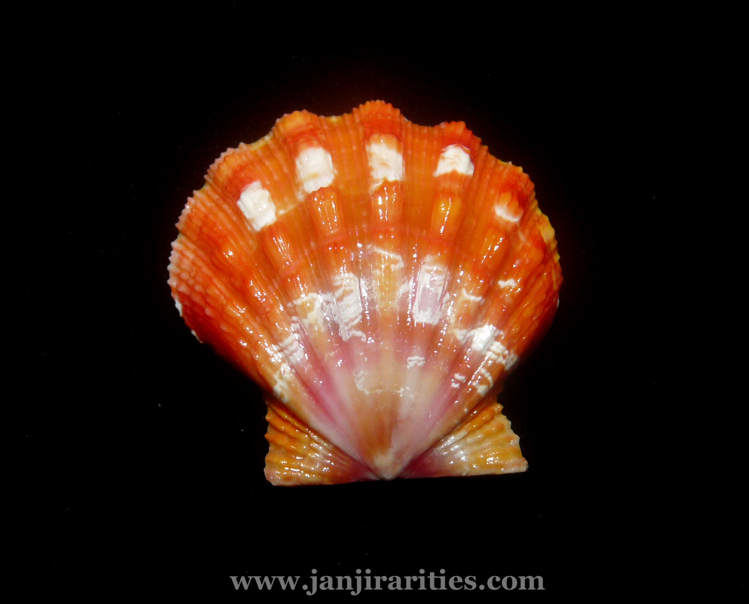 Kahelelani & Sunrise shell jewelry by.... Janjira: Red sunrise shell ...