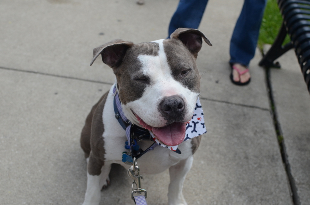 Two Pitties in the City: City Dog: The Taboo Habits of City Dogs