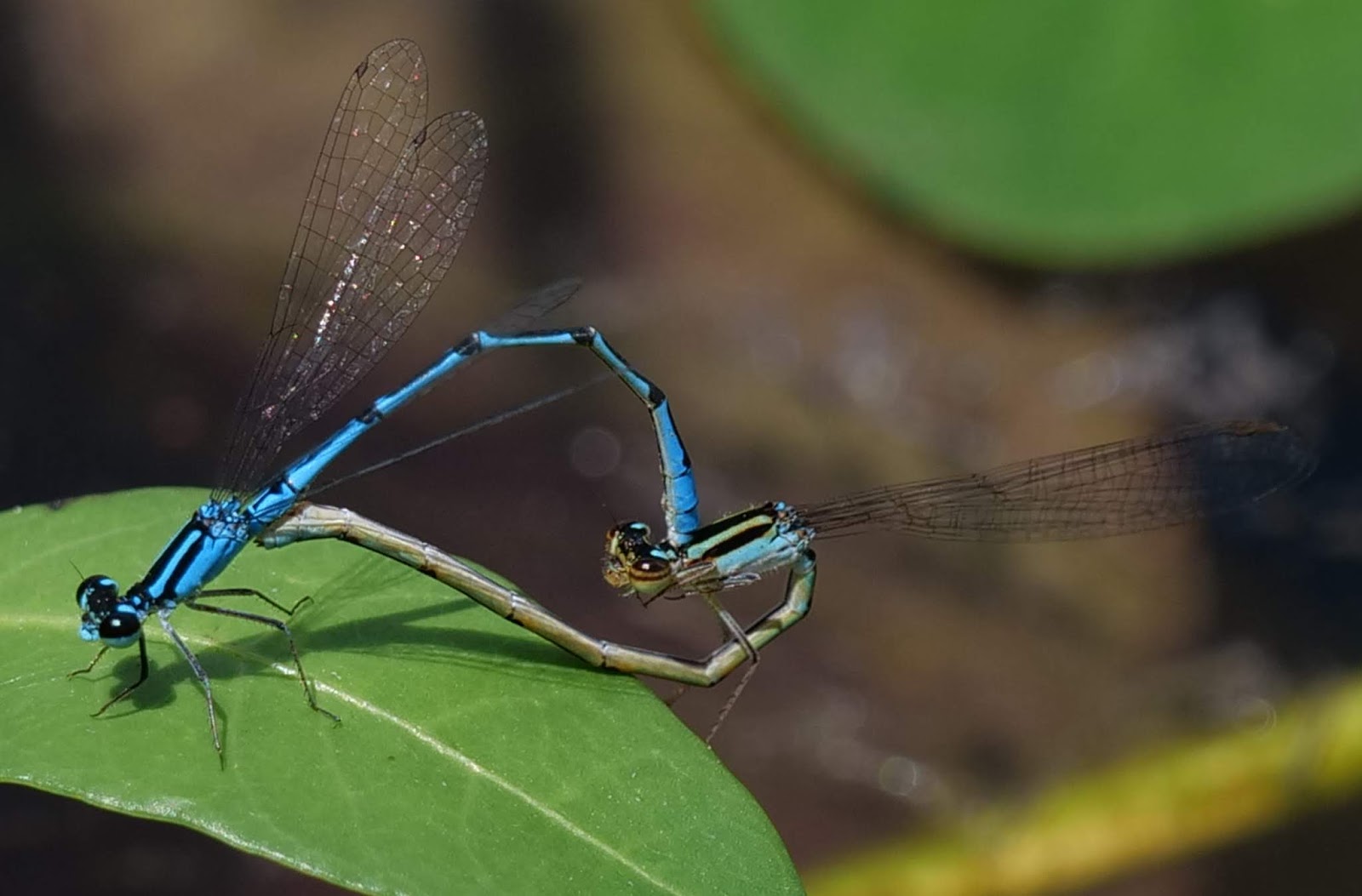 Birding and Dragonfly Videos