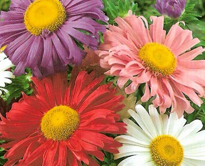 A Natureza Brilhando em cores ...: Margaridas