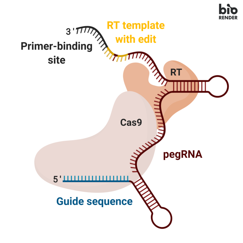 CRISPR Prime Editing