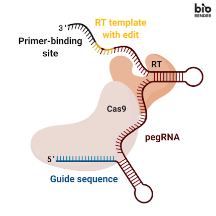 CRISPR Prime Editing